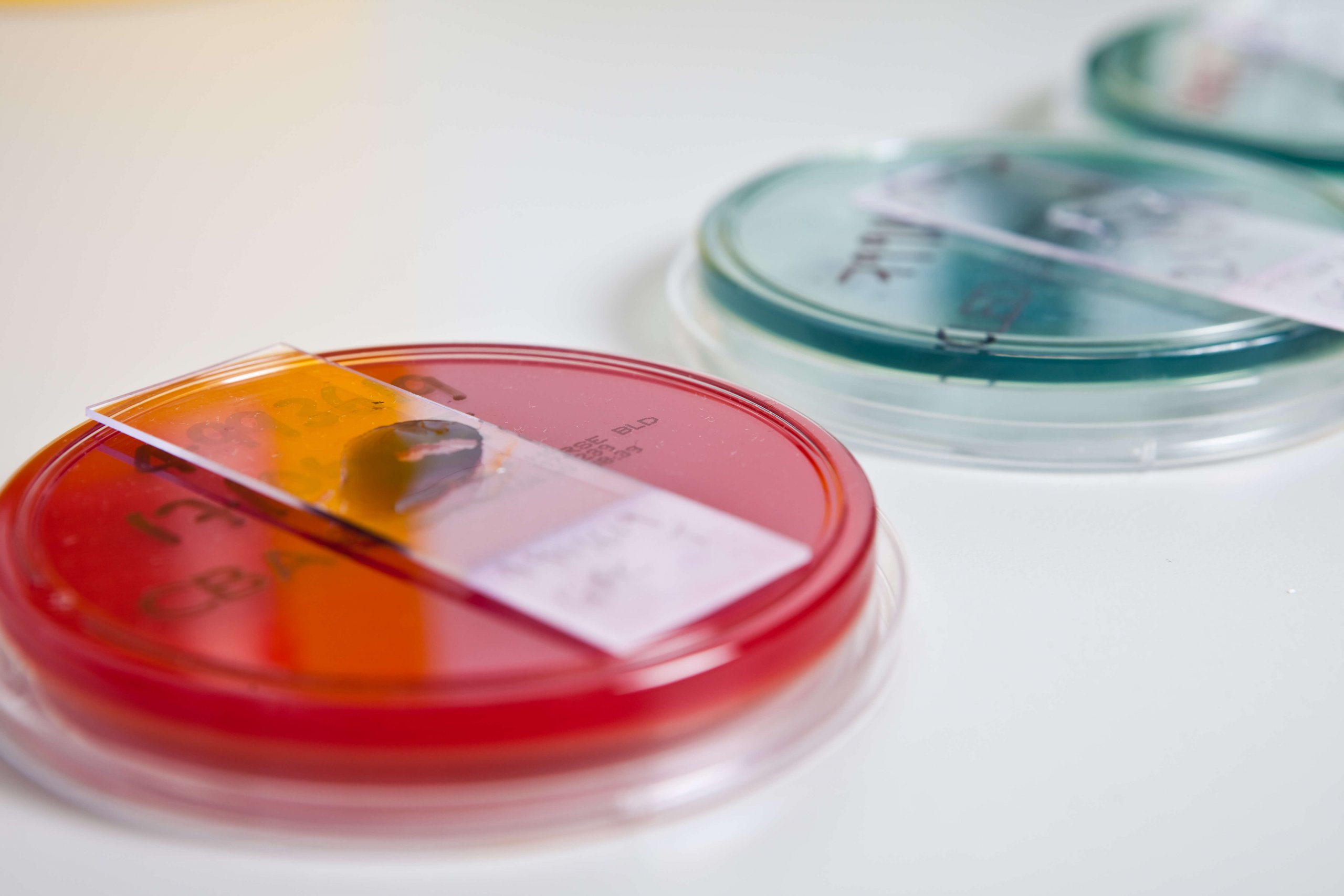 UK's First NAP approved cord blood collection course